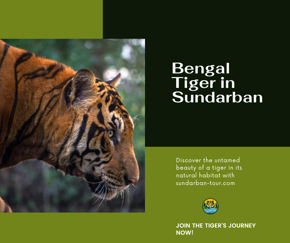 Bengal Tiger in Sundarban: Ultimate Guide to Spotting the Royal Bengal ...